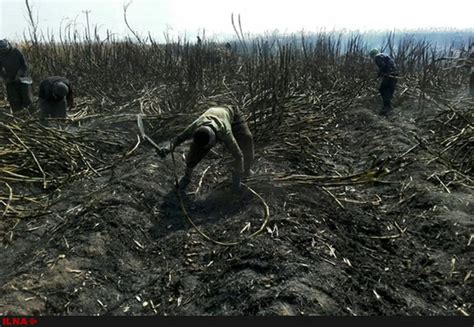 ۷۸ کارگر نیشکر هفت تپه تا پایان سال بازنشسته می‌شوند