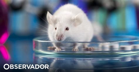 Cientistas Conseguem Fazer Nascer Crias De Ratos De Casais Do Mesmo Sexo Observador