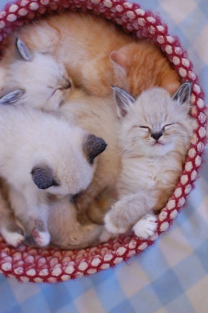 The Itty Bitty Kitty Committee Artofit The Itty Bitty Kitty Committee Artofit
