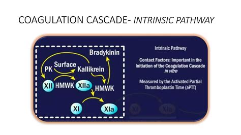 Factor Xa Inhibitors Pptx