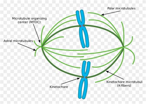 This Diagram Depicts The Organization Of A Typical Microtubules Mitosis Full Size Png