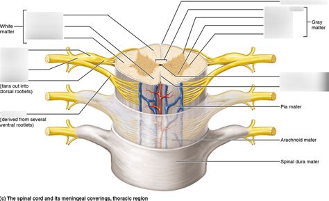 Diagram Of Gray Matter Structures Quizlet