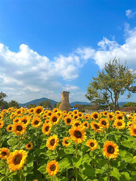 경주 10월 가볼만한곳 첨성대 핑크뮬리 해바라기 가을 꽃구경 명소 네이버 블로그
