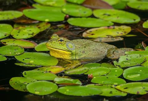 Bullfrog Characteristics Diet Facts And More Fact Sheet