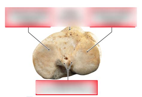 Superior Tibia And Fibula Diagram Quizlet
