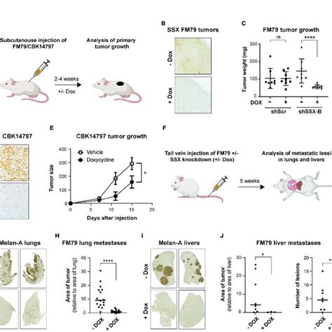 Ssx Silencing In Melanoma Cells Inhibits Tumor Growth And Metastasis Download Scientific
