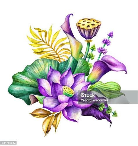 수채화 식물 화상 열 대 꽃의 배열 로터스 인사말 카드 이국적인 꽃 신부 부케 동양 정원 자연 부 용 녹색 잎 흰색 배경에 고립 된 클립 아트 꽃 식물에 대한 스톡 벡터