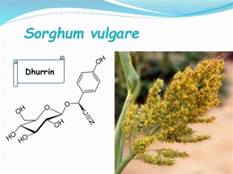 Cyanide toxicity in plants