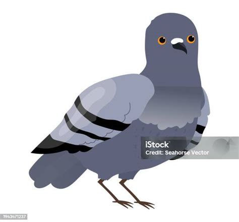 앞을 내다보며 서 있는 상세한 비둘기 그림입니다 오렌지 눈 벡터 일러스트 레이 션을 가진 현실적인 회색 도시 비둘기 꼬리에 대한 스톡 벡터 아트 및 기타 이미지 Istock