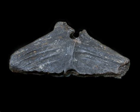 Hypural Bone Fishtail Fossil Information And Interesting Related Facts