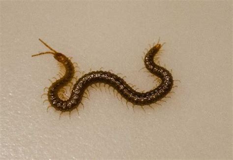Worm Or Centipede Lots Of Legs Geophilus Vittatus Bugguide Net