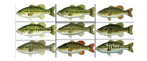 Bass Fish Kinds At Gabriel Burnell Blog