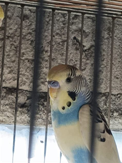 What Sex Pls Rbudgies