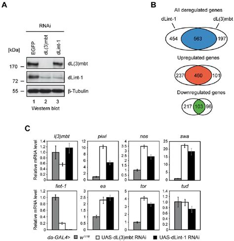 Lint Represses Mbts Genes With Germline Function A Gene Expression