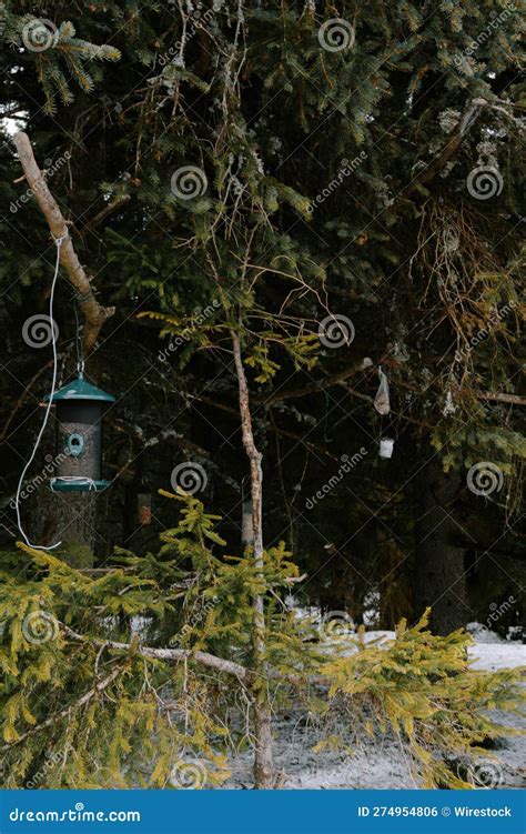 Bird Feeder Suspended From A Tree Branch In A Lush Green Forest Setting Stock Photo Image Of