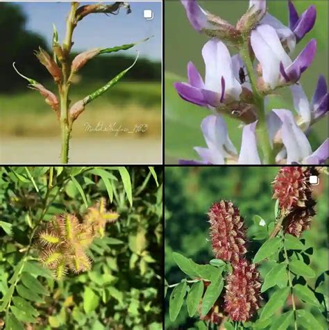16 Species In Genus Glycyrrhiza