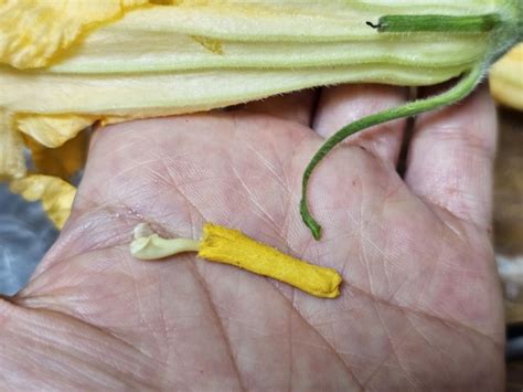 호박꽃 만두 만들기 호박꽃 요리 여름 요리 반찬