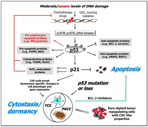 Chemotherapy Drugs And Cell Cycle