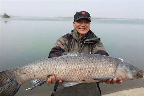 大青鱼喜欢什么气味钓大青鱼用什么鱼饵效果好钓大青鱼的技巧 搜狐大视野 搜狐新闻