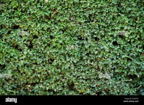 Parete Edera Texture Immagini E Fotografie Stock Ad Alta Risoluzione Alamy