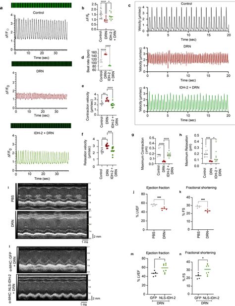 Expression Of Nuclear TCA Dehydrogenase Maintains The Contractility Of Download Scientific