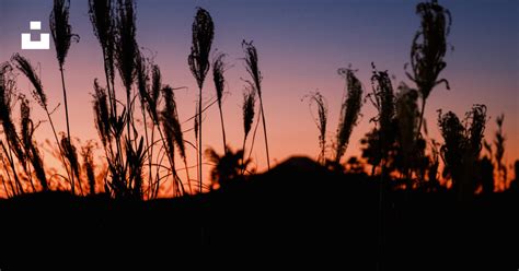 보라색과 푸른 하늘을 배경으로 키 큰 풀의 실루엣 사진 Unsplash의 무료 해질녘 이미지