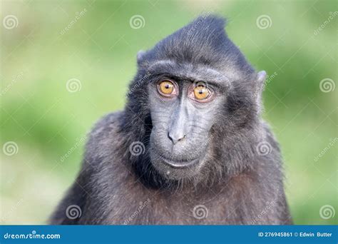 The Celebes Crested Macaques Macaca Nigra Stock Image Image Of Landscape Landmark 276945861
