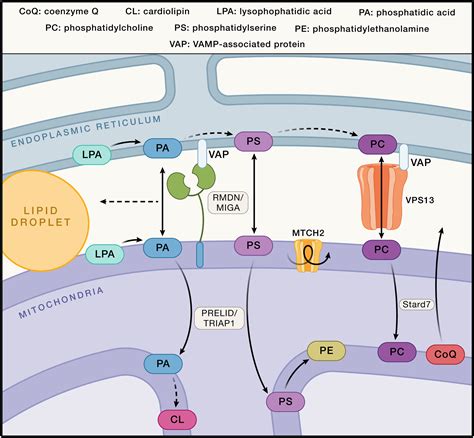 Mitochondria I Gcill