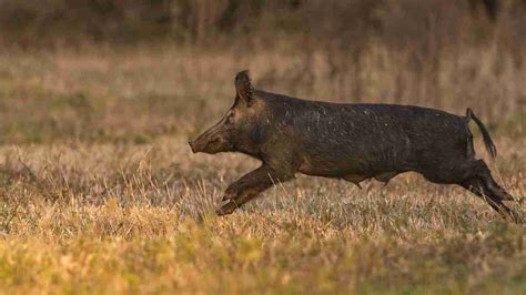 The Thrill Of Hog Hunting With A Bow Tips And Techniques