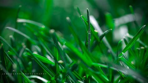 Green Grass Grass Hd Wallpaper Wallpaper Flare
