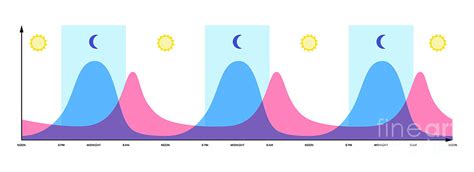 Sleep Wake Cycle Photograph By Pikovit Science Photo Library Fine