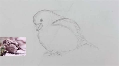 Как нарисовать воробья карандашом поэтапно для детей