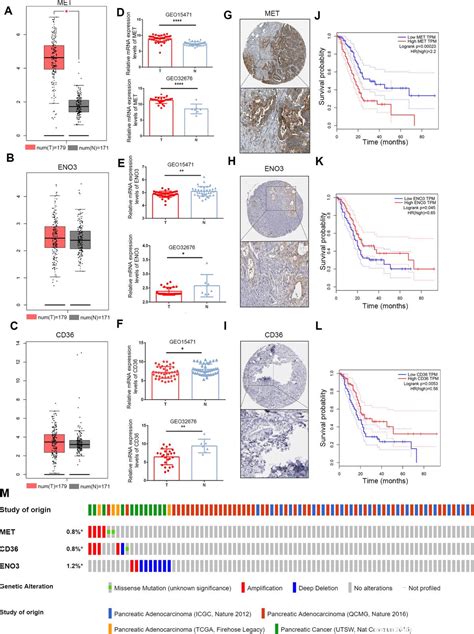 文献解读：代谢重编程相关基因在胰腺癌预后预测和治疗中的价值 哔哩哔哩