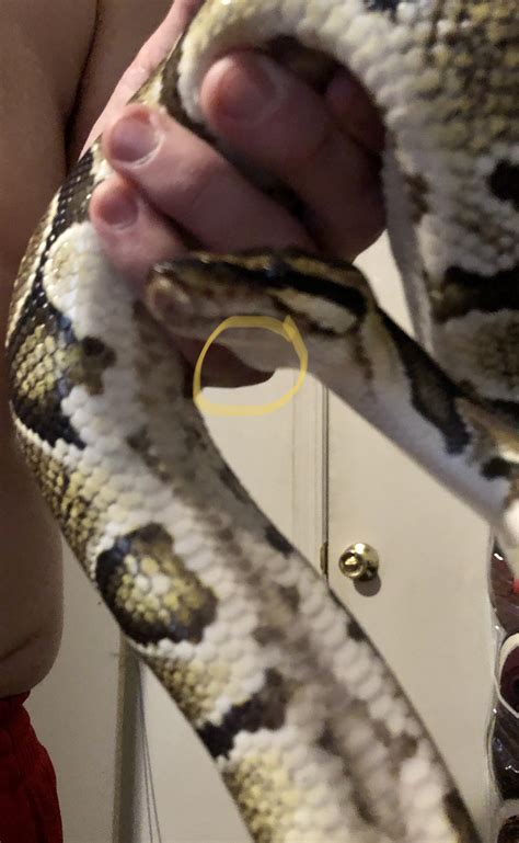 Our Ball Python Got Repti Chip Stuck In His Mouth We Got It Removed The Moment It Was In His