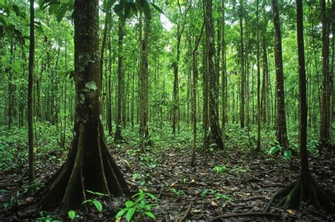 Monitoring Carbon Sequestration Rates In Different Generative Ai