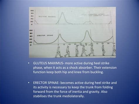 Kinetics And Kinematics Of Gait PPT Physics Science