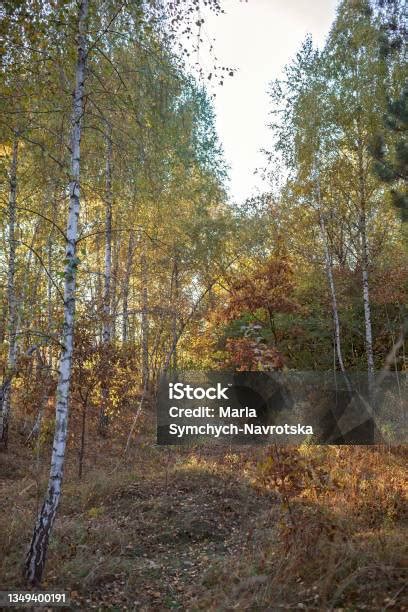 가을 숲에서 노란 황금 단풍을 가진 아름다운 나무 황금 동화 자연의 아름다움 가을에 대한 스톡 사진 및 기타 이미지 가을 갈색 건조한 Istock