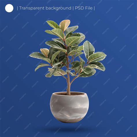 Ficus Elastica In A Grey Pot Isolated On White Background Premium Ai Generated Psd