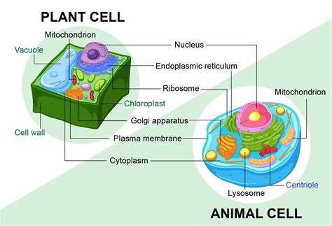 6 Structures On Plant Cell Diagram Plant Cell Structure