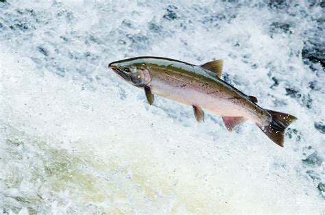 Coho Salmon Jumping
