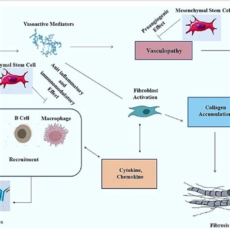 Scleroderma Genetics Models Lakos Et Al 2004 Jimenez And Christner 2002 Download