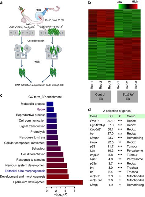 Eb Specific Transcriptomics A Transcriptional Profiling Of Sox21a Download Scientific