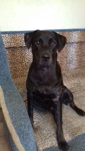 Всем хорошего дня от Мики КЛУБ ЛЮБИТЕЛЕЙ ЛАБРАДОРОВ ВКонтакте