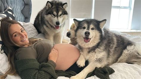 Wolf Pack Know Mom Is Pregnant They Protect Their Little Pack Member