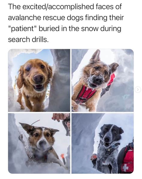 coding programming softwareengineering raphaël hoogvliets