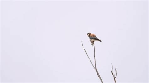 American Kestrel Eating Mouse On Branch At Stock Footage Sbv 348410642 Storyblocks