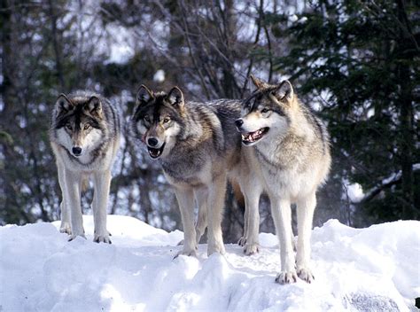 Gray Wolf Pack