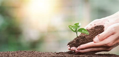 Planting Trees Reduce Global Warming Prevention And Treatment Air Pollution Environmental And