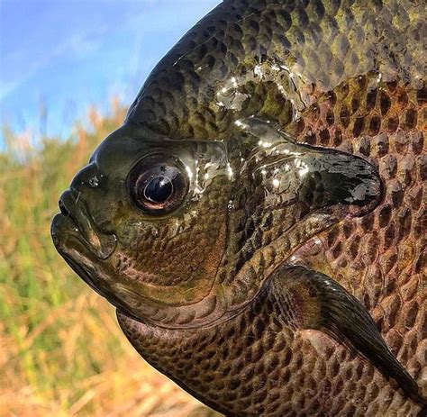 The Top Ten Flies For Bluegills Artofit