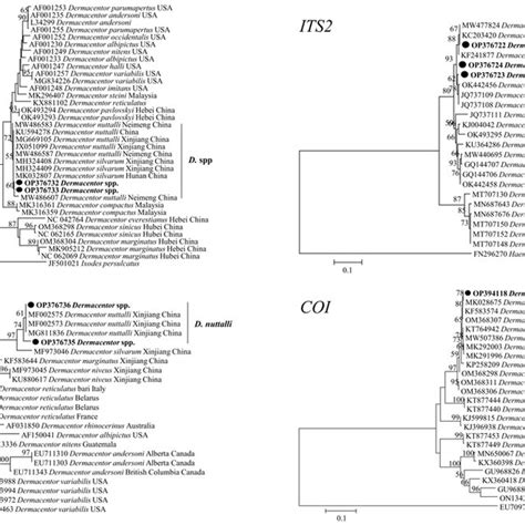 Molecular Phylogenetic Analysis By Maximum Likelihood Method Based On